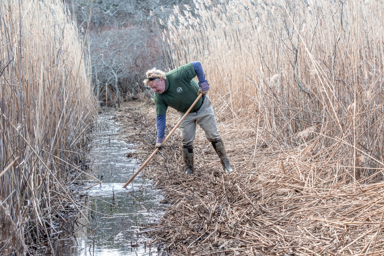 Cape Cod Mosquito Control Project Archives - The Provincetown Independent