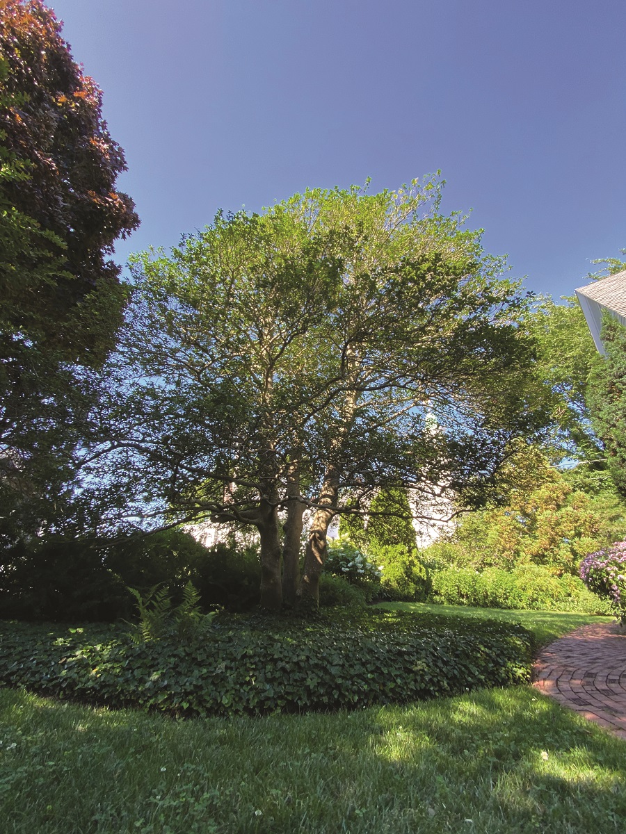 The Most Enduring Gardening Decision - The Provincetown Independent