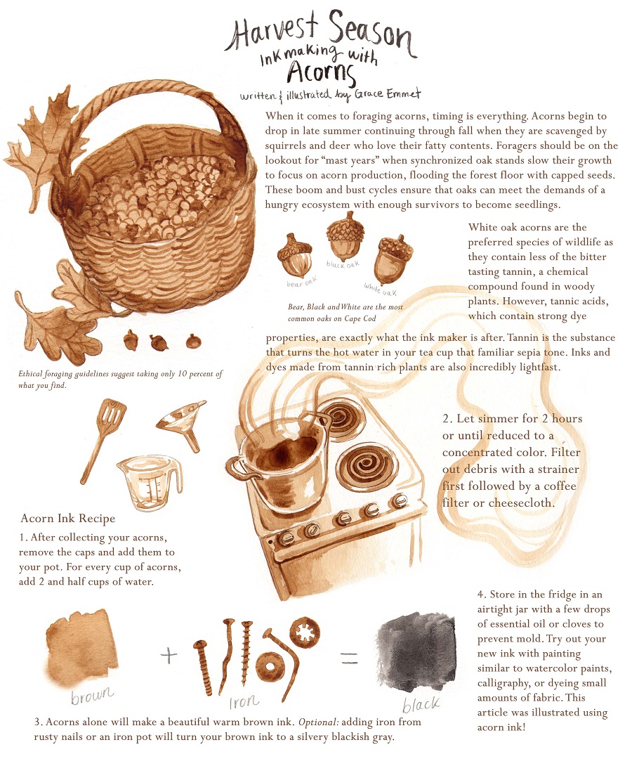 Ink Making With Acorns - The Provincetown Independent