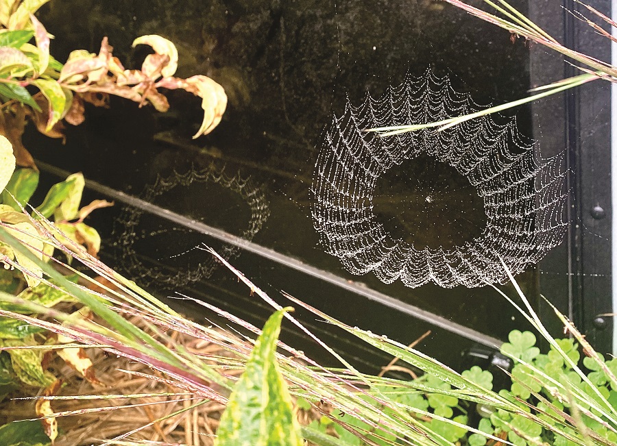 Leaning In for a Closer Look at Spiders’ Worlds - The Provincetown ...