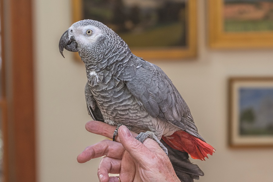 Adopting a Parrot? ‘Get Out of the Way’ - The Provincetown Independent