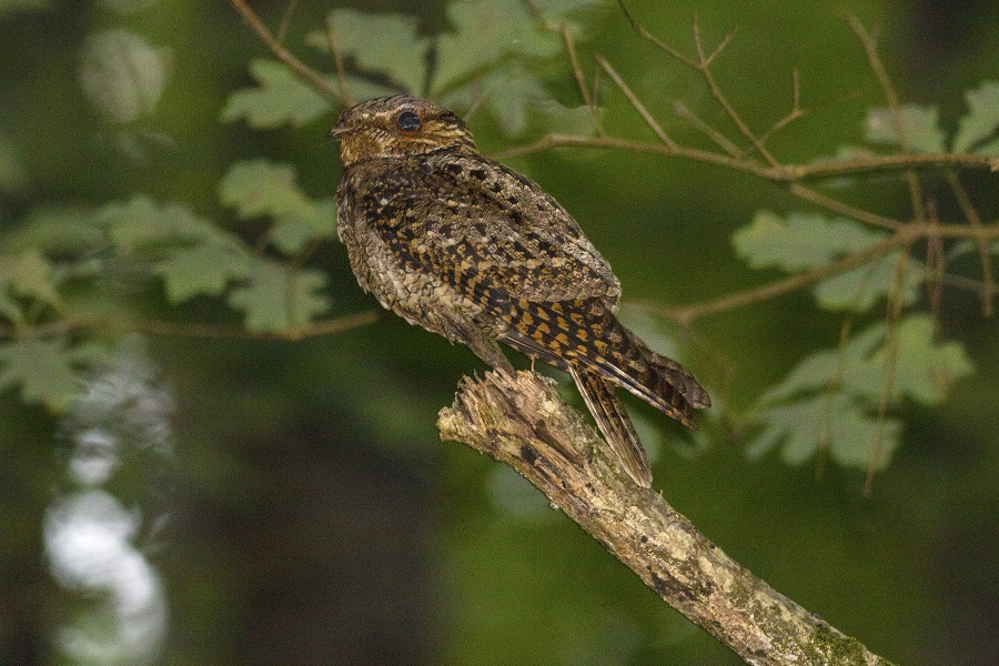 This Week’s Bird Sightings - The Provincetown Independent