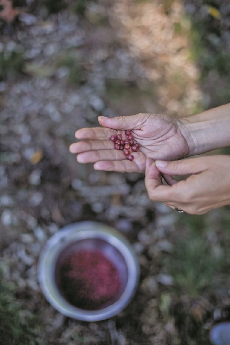Crushing on the Hidden Fruit of the Autumn Olive - The Provincetown ...