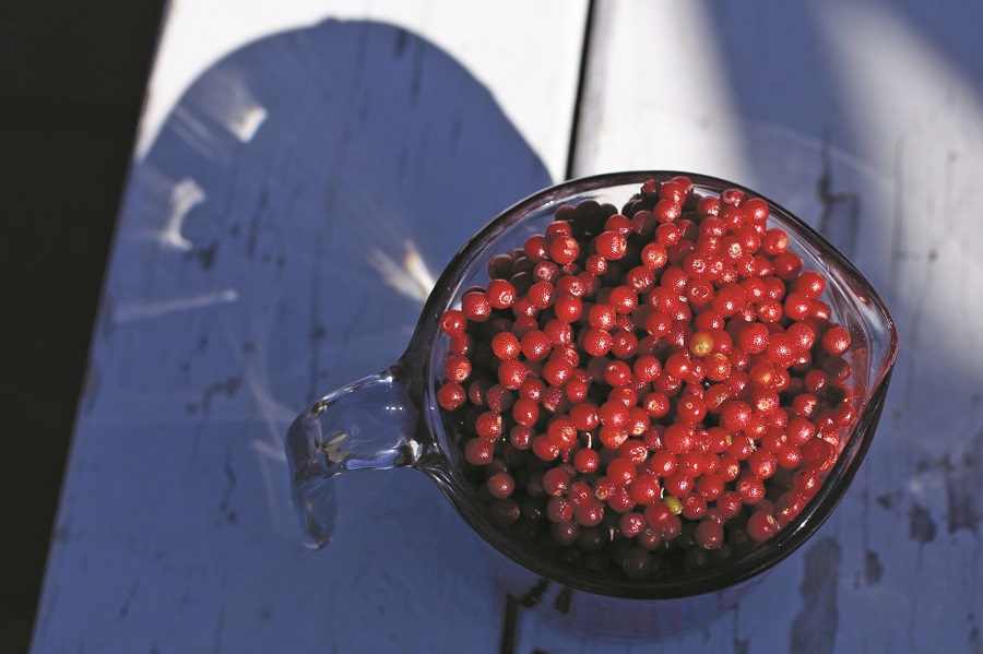 Crushing on the Hidden Fruit of the Autumn Olive - The Provincetown ...
