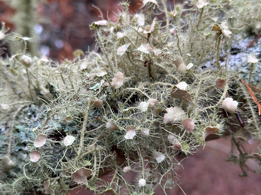 Lichens Like It Here - The Provincetown Independent