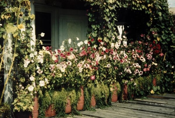 The Art of Blanche Lazzell’s Flowers - The Provincetown Independent