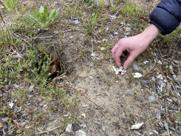 A ‘Cape Cod Lawn’ Can Be a Haven for Turtles - The Provincetown Independent