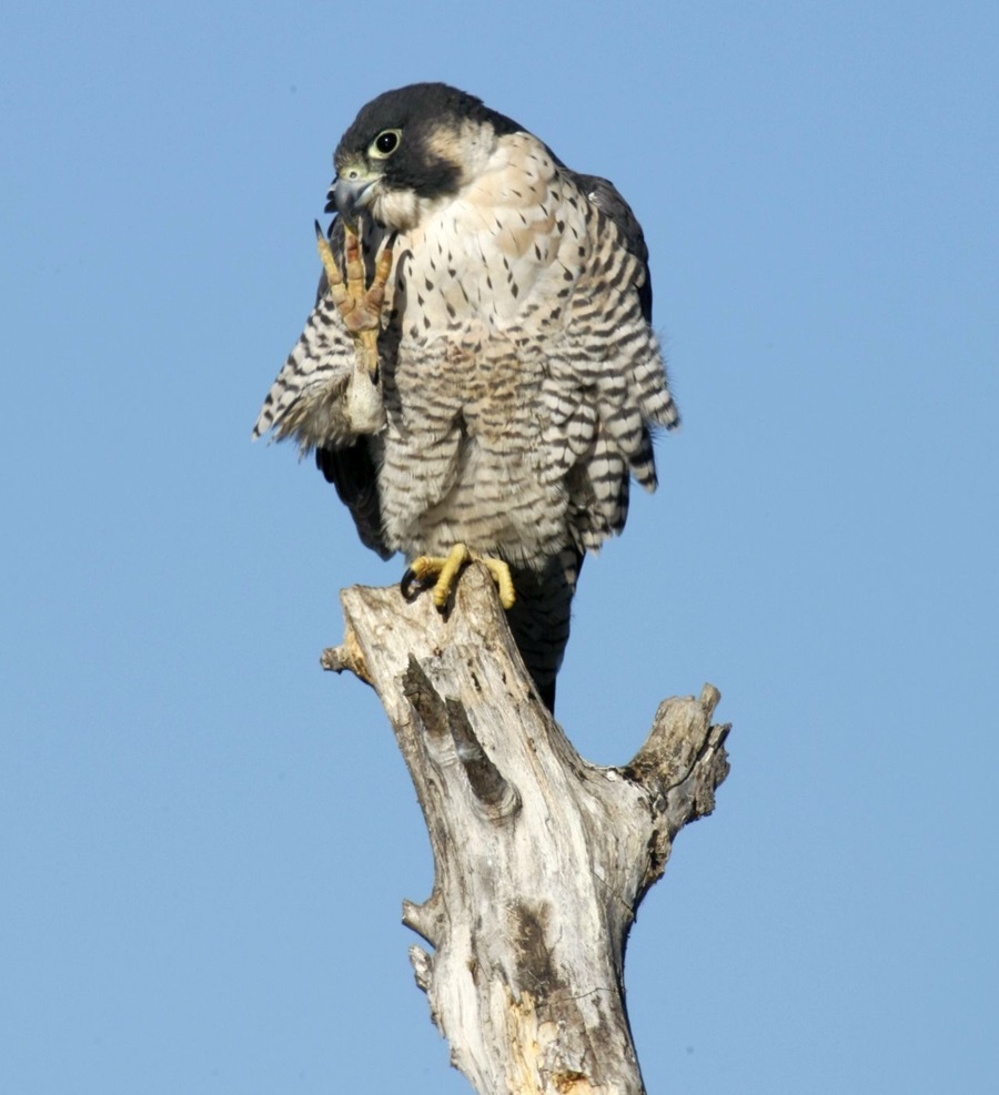 Peregrine Falcon Archives - The Provincetown Independent