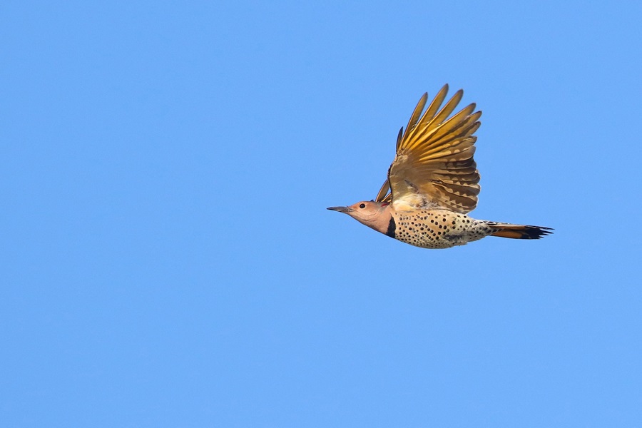 Bird-Watching From a Different Cape - The Provincetown Independent