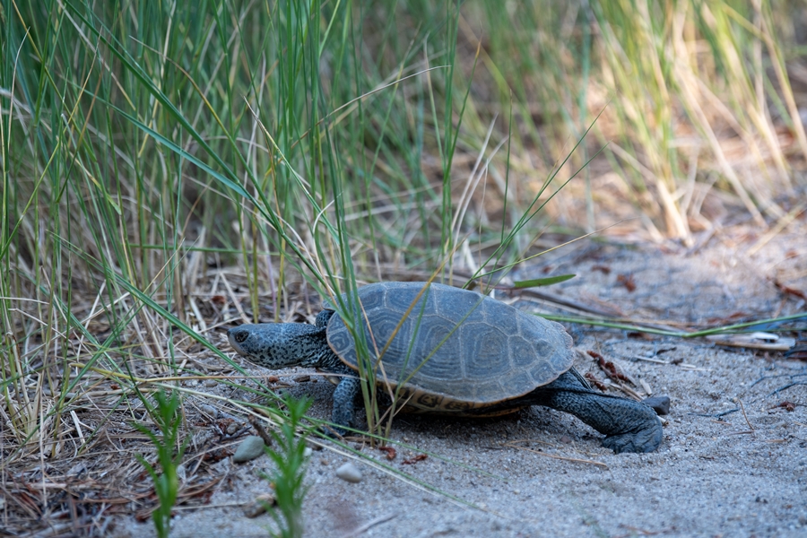 Conservationists Seek ‘Endangered’ Designation for Terrapins - The ...