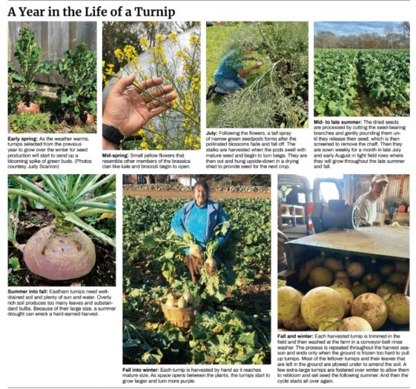 A Vegetable Heavyweight Has Its Day - The Provincetown Independent
