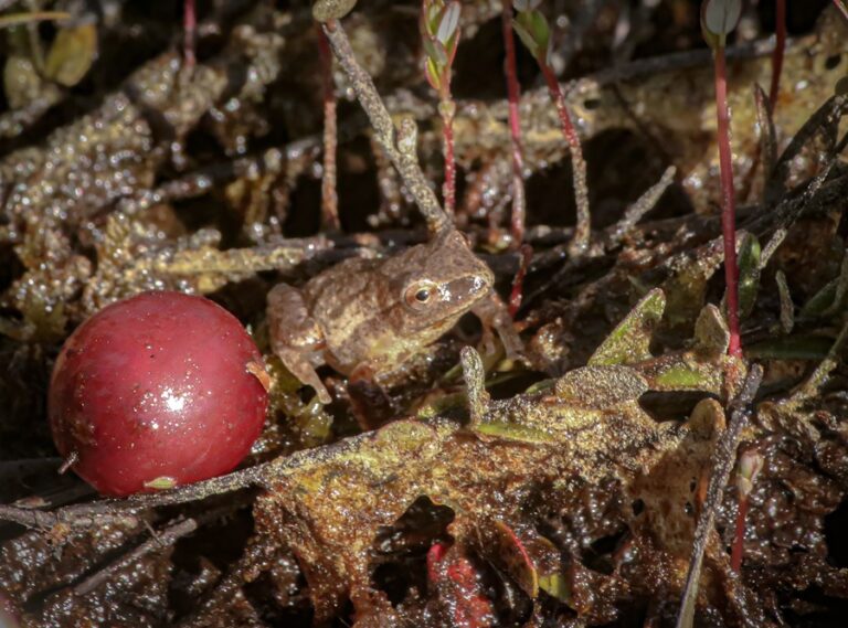 The Return of the Peepers, Wood Frogs, and Salamanders - The ...