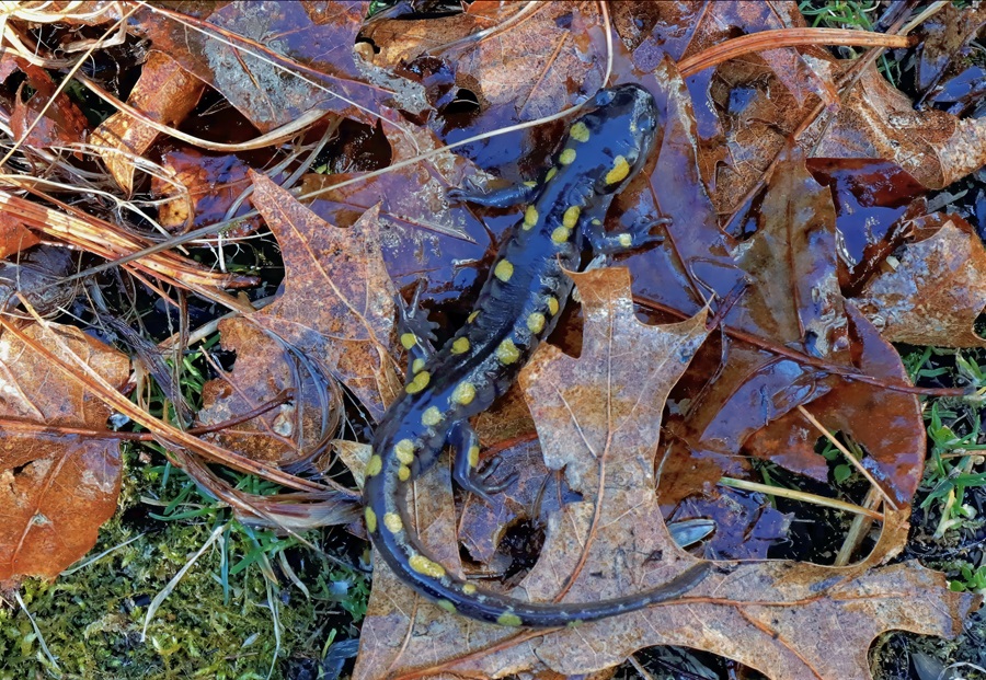 The Return of the Peepers, Wood Frogs, and Salamanders - The ...