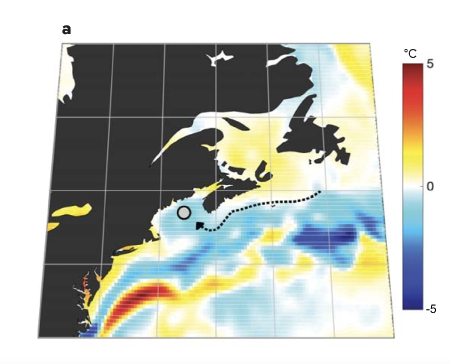 Scientists Say ‘Cold Pulse’ Is Linked to Surge in Dolphin Strandings ...