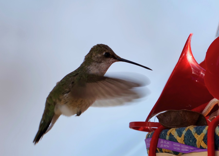 A Place for Rare Birds - The Provincetown Independent