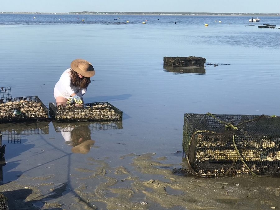 Provincetown Oyster Farmers Want to Grow Sea Urchins, Too - The ...