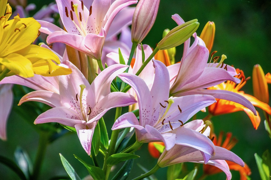 Summer Sights - The Provincetown Independent