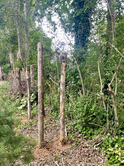A Dead Hedge Brings Life to an Orleans Garden - The Provincetown ...