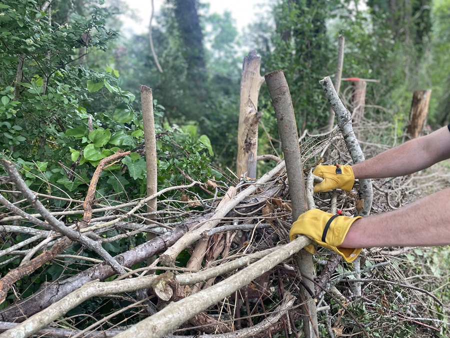 A Dead Hedge Brings Life to an Orleans Garden - The Provincetown ...