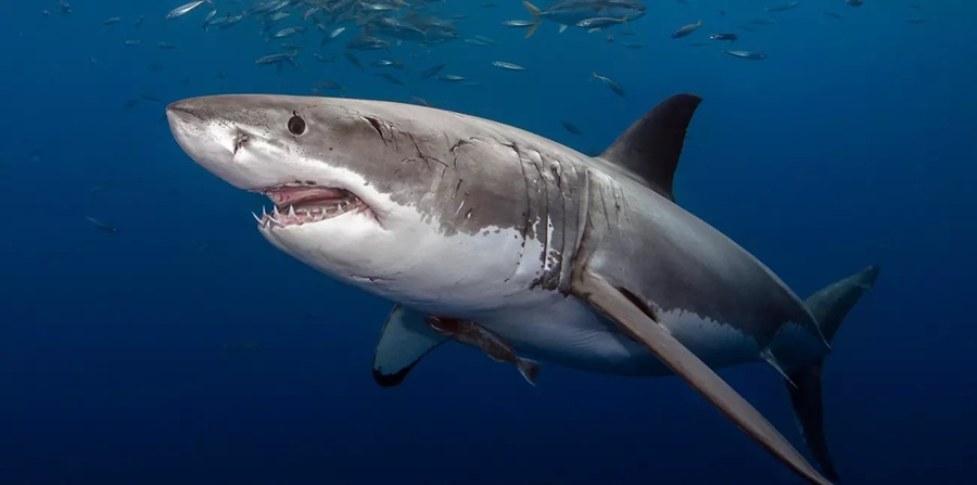 Atlantic great white shark Archives - The Provincetown Independent