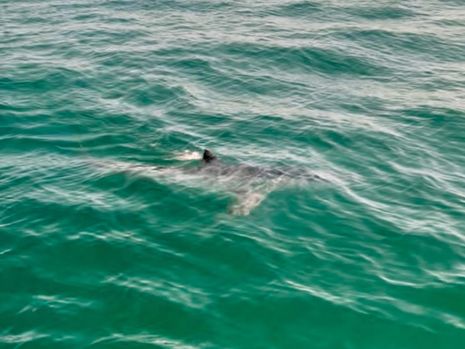 Atlantic great white shark Archives - The Provincetown Independent