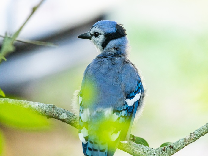 The Blue Jay Day - The Provincetown Independent