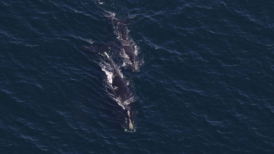Stripers, Bonito, and Fluke, Yes. But What About the Whales? - The ...