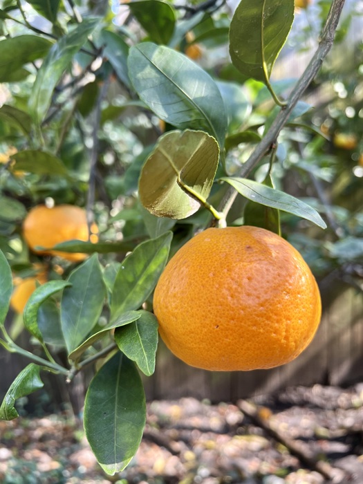 The Magic of Marmalade - The Provincetown Independent