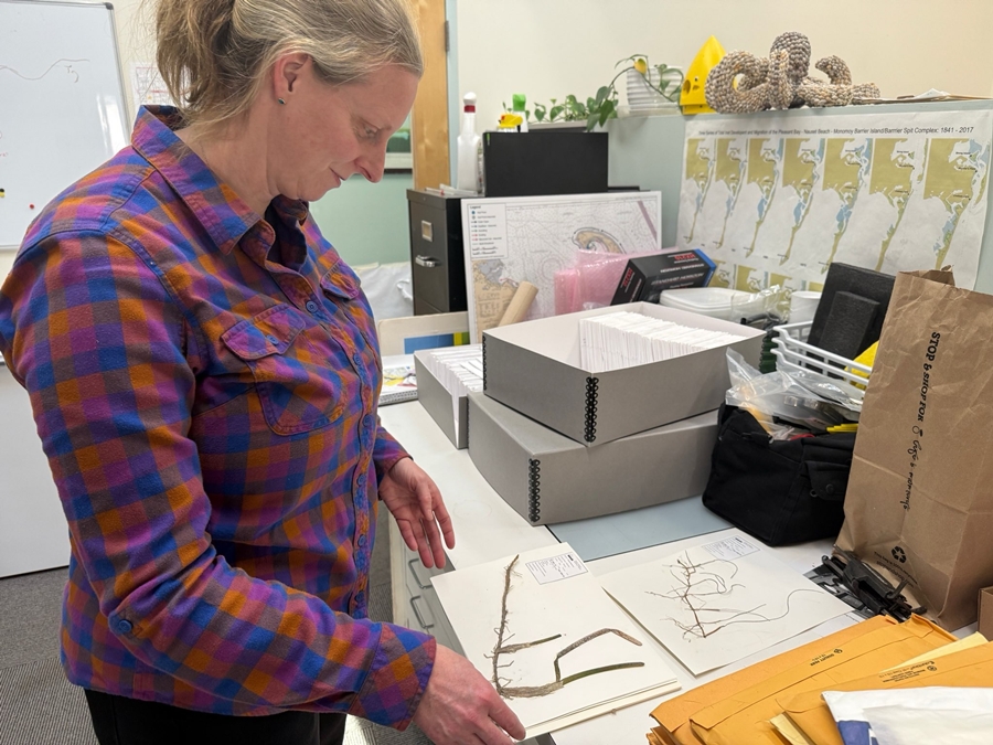 Global Research on Seagrass Finds a Home in Provincetown - The ...