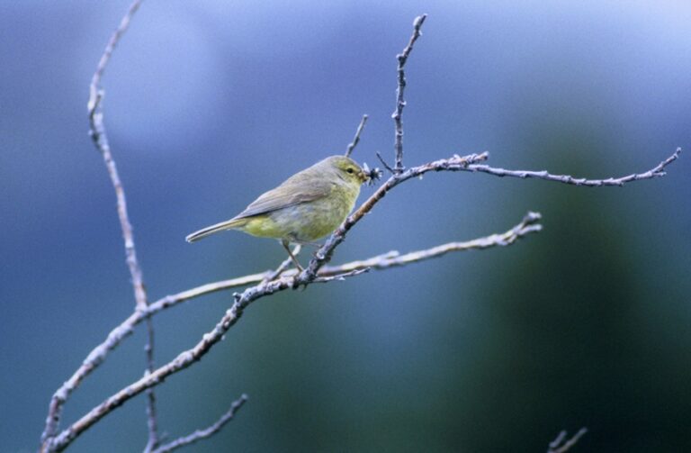 This Week’s Bird Sightings - The Provincetown Independent