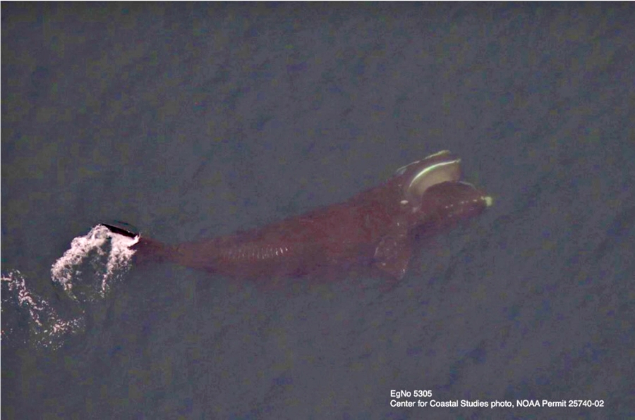 22 Right Whale Calves Born So Far This Winter - The Provincetown ...