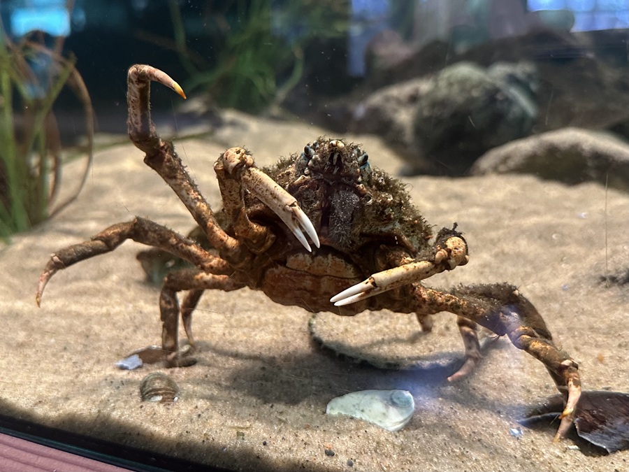 An Aquarist at the Audubon - The Provincetown Independent