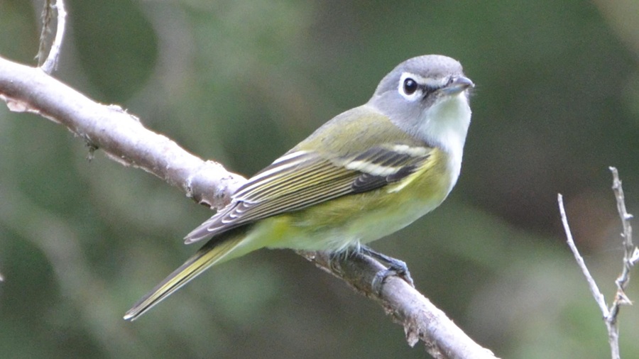 This Week’s Bird Sightings - The Provincetown Independent