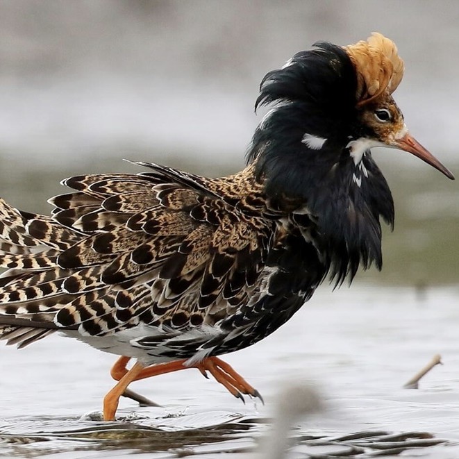 This Week’s Bird Sightings - The Provincetown Independent
